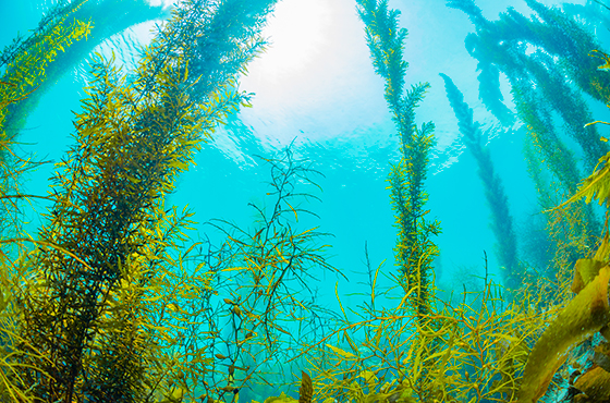 Les algues - Rachelle Béry